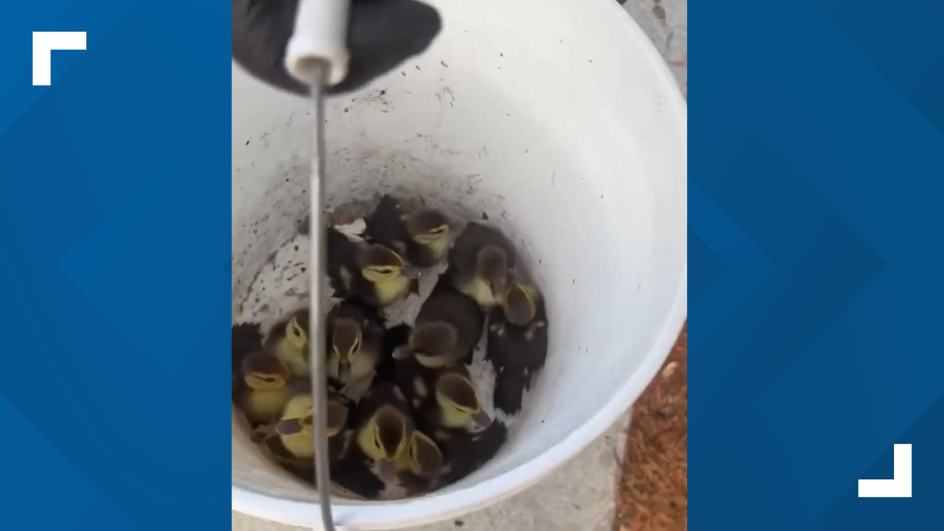 Florida deputies rescue baby ducks from sewer drain | firstcoastnews.com