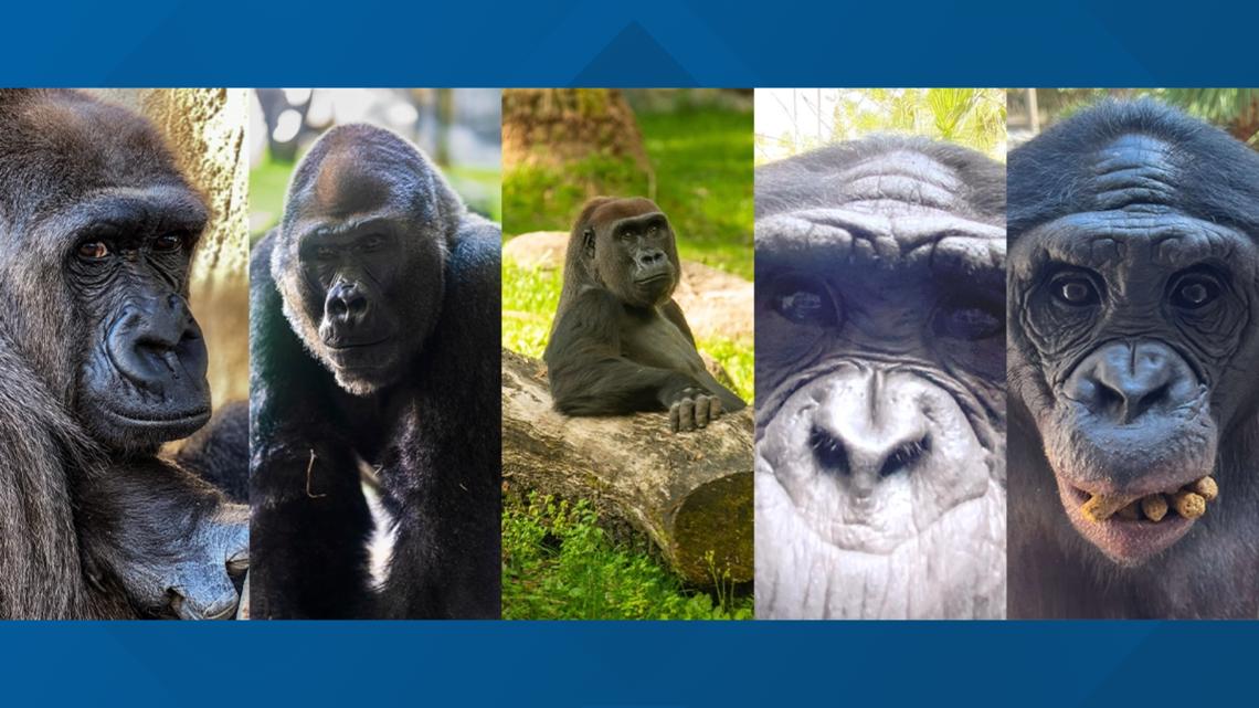 Five apes die from illness across Florida in a matter of weeks ...