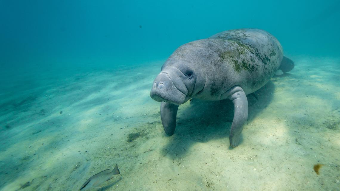 Boaters urged to slow down in manatee zones | firstcoastnews.com