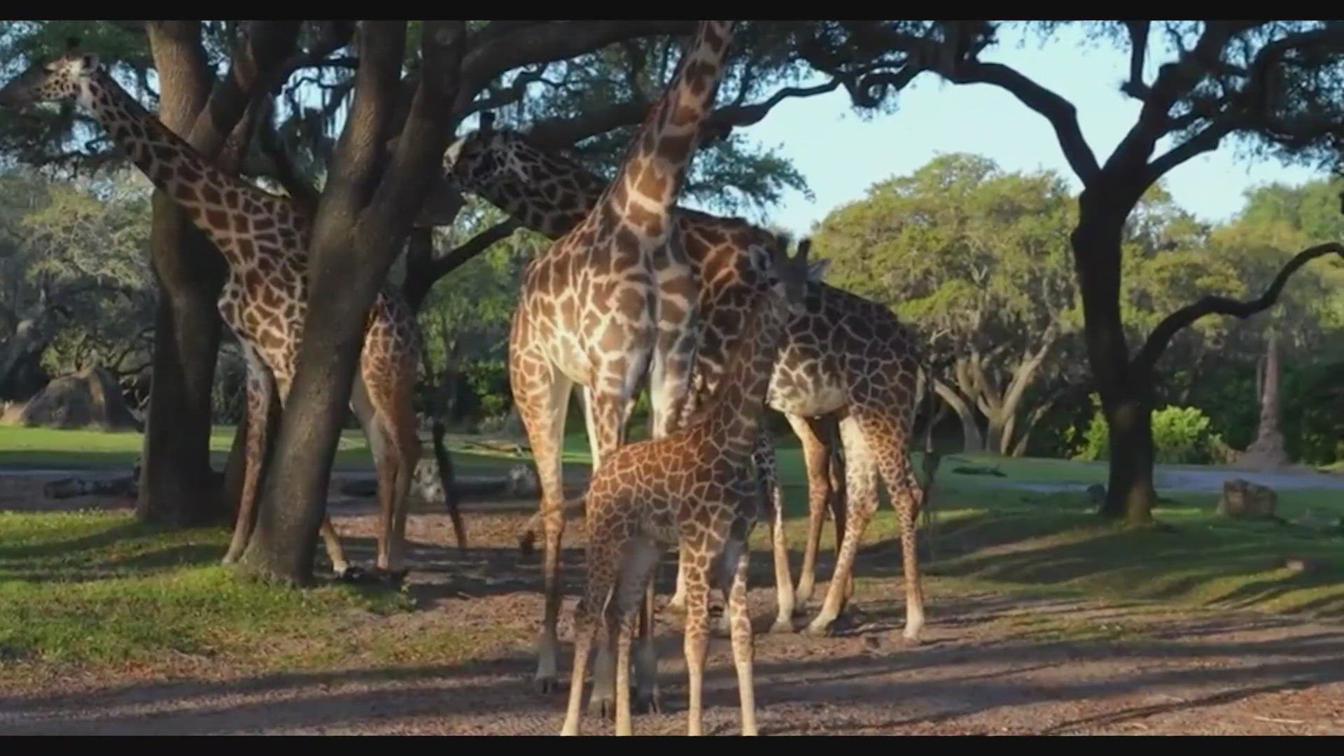 New baby giraffe joins savanna at Disney World Orlando | firstcoastnews.com