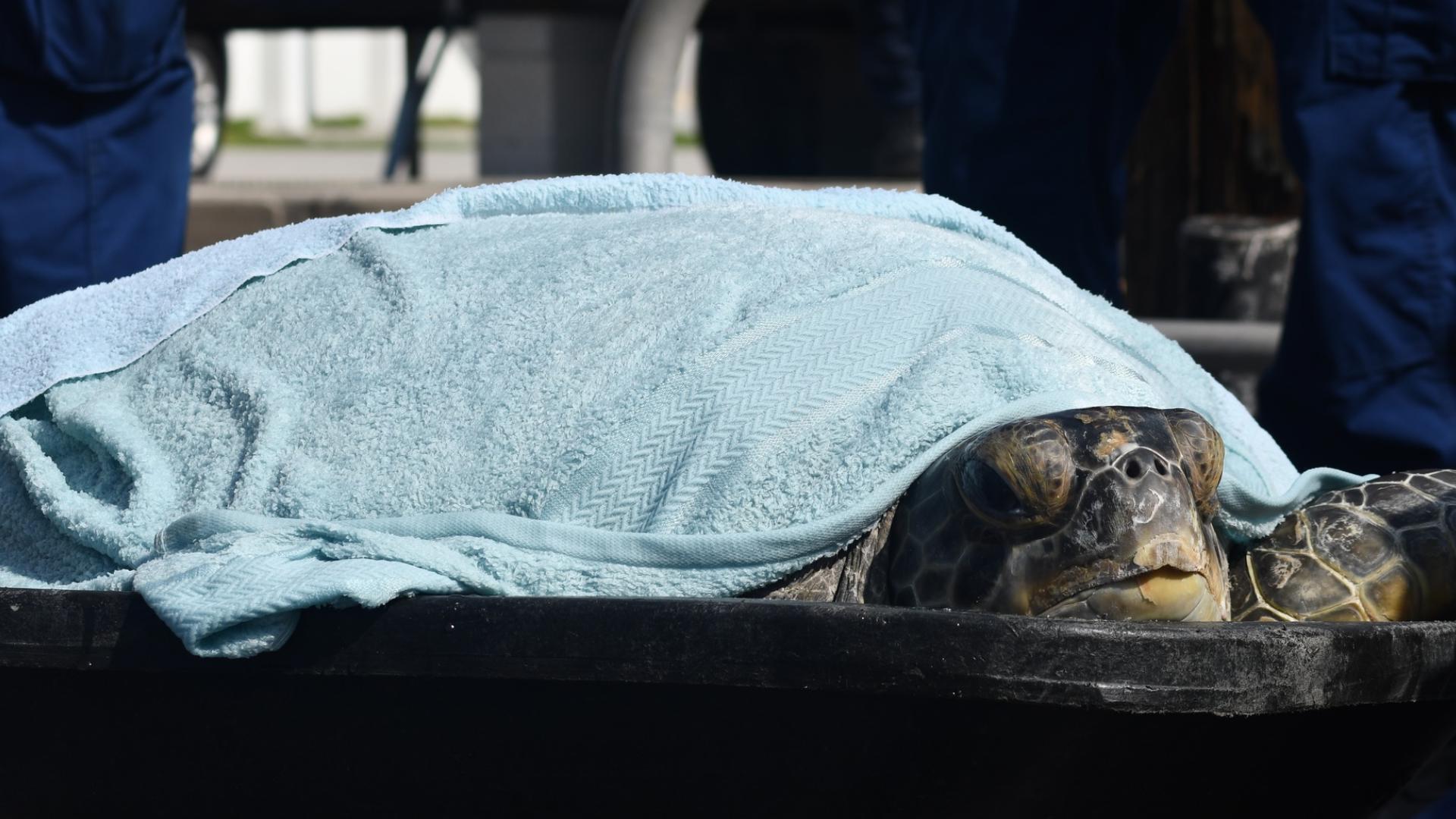 Rescuers release sea turtle back into ocean | firstcoastnews.com