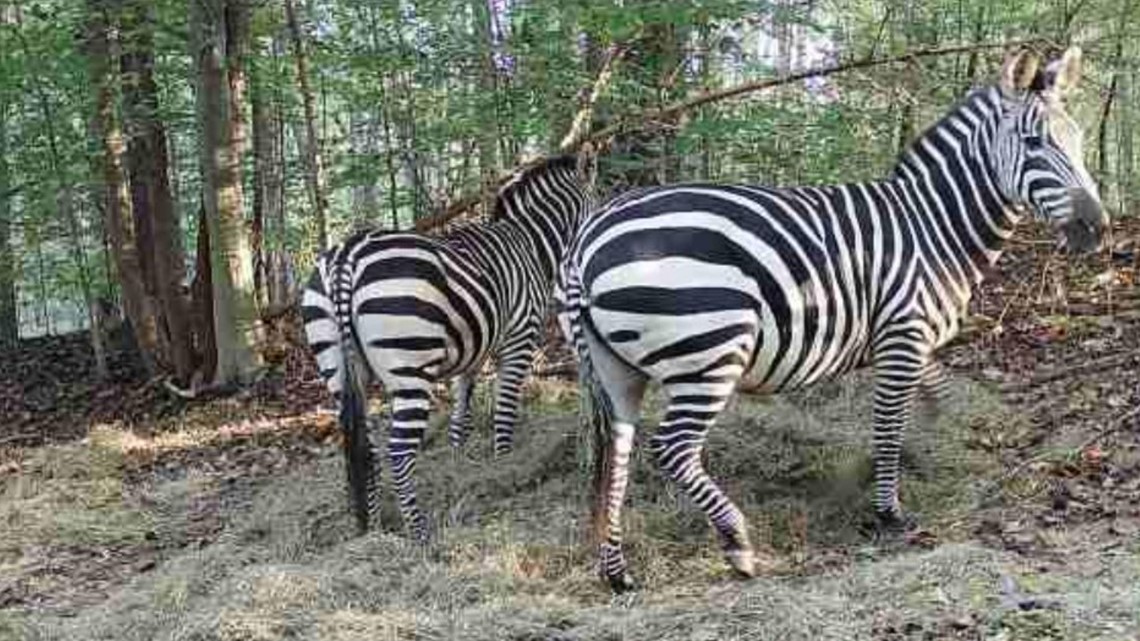 2 missing Maryland zebras now located after months of searching ...