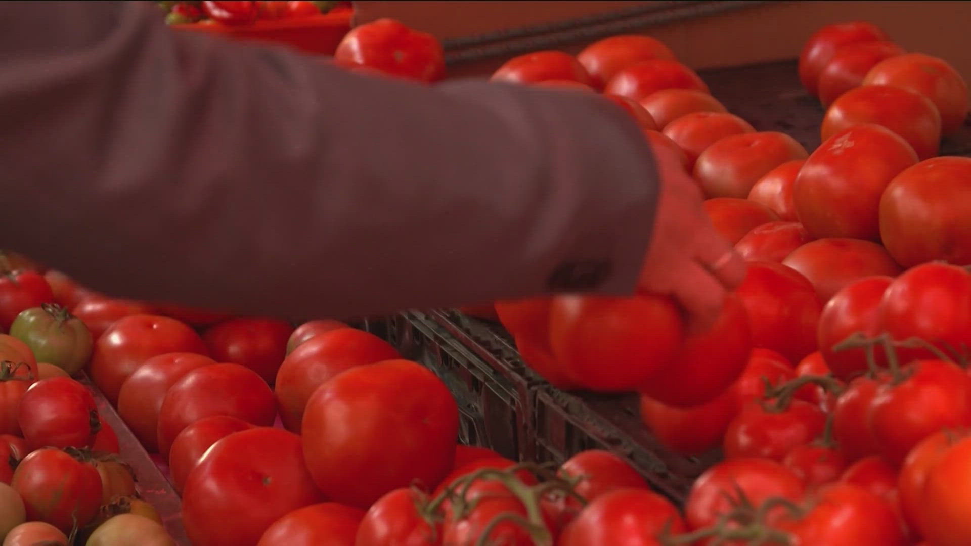 Tomatoes recalled in Georgia for deadly salmonella risk, FDA warns ...